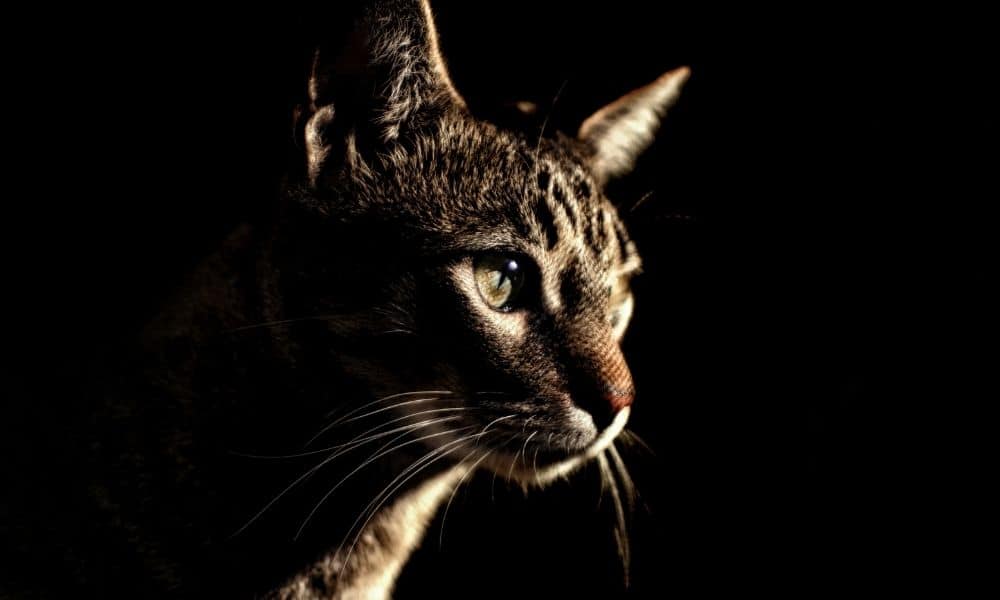 15 Important Things You Should Know Before Getting a Cat - AskDads